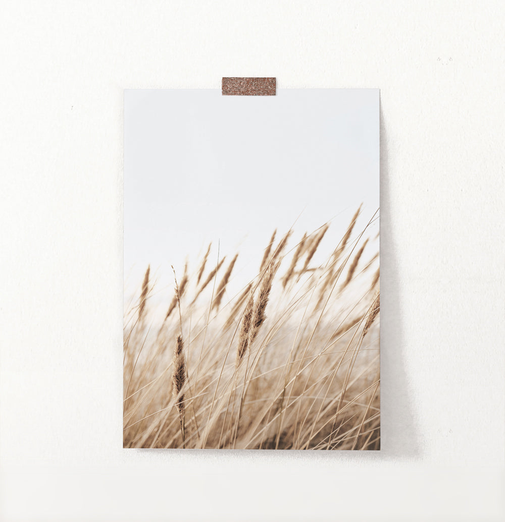 Brown Common Reed Photography Print – Seven Paper Prints